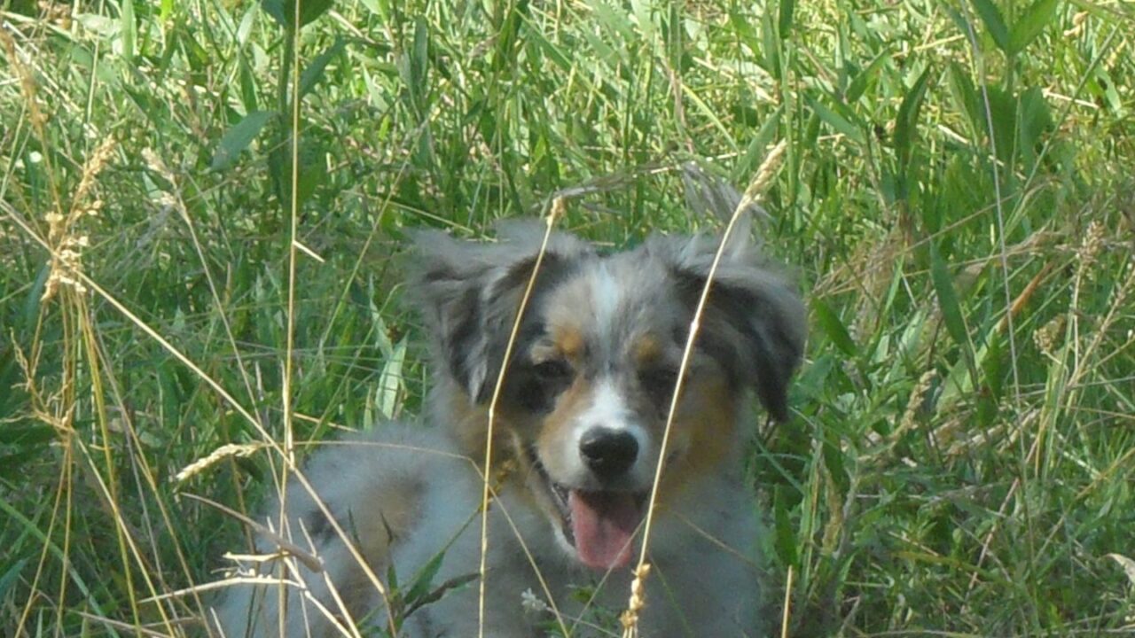My Sweet Dusti Rose - KP Ranch